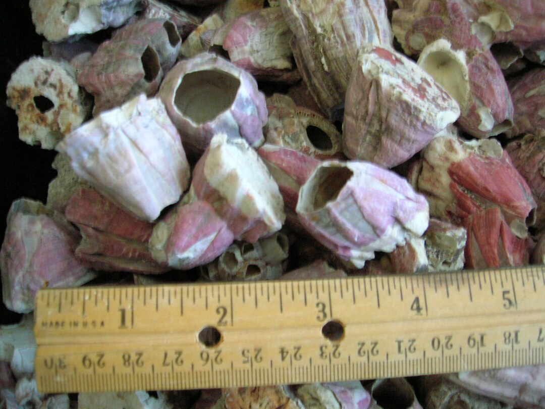 Set of 12 REAL Barnacle Shells, 1 1/4" to 1 1/2" Average, Sea Shell ...