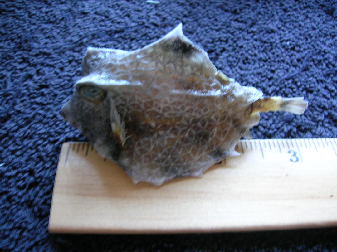 Real Dried Cowfish Boxfish Sharks Ray Shark Taxidermy Jaw Jaws Teeth ...