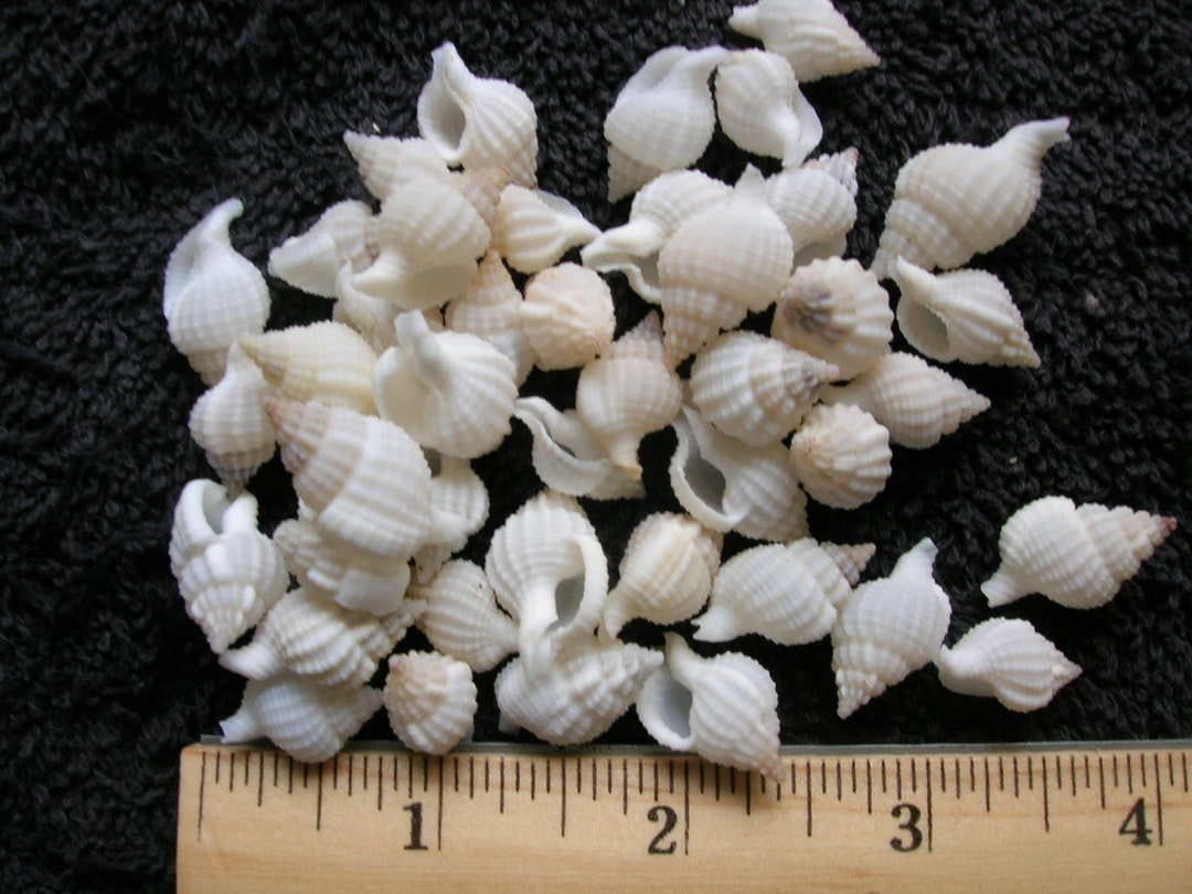 100 Real Creme Nassa SEA SHELLS Arts Crafts Wedding Jewelry Seashell ...