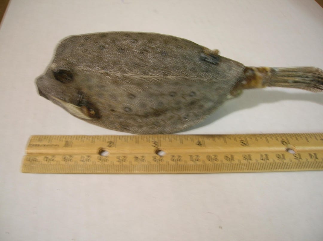 Real Dried Cowfish Boxfish Sharks Ray Shark Taxidermy Jaw Jaws Teeth ...