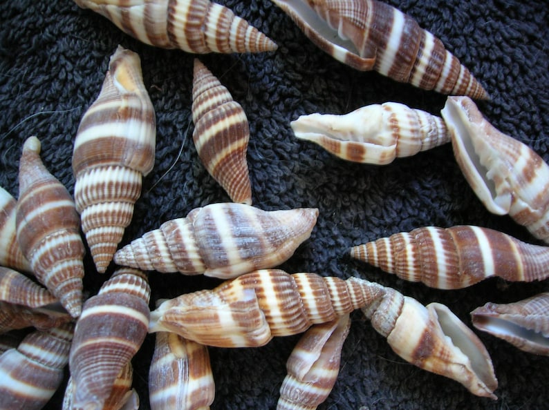 100 REAL MITER SHELLS -ocean Sea Shells Arts Crafts Wedding Jewelry ...