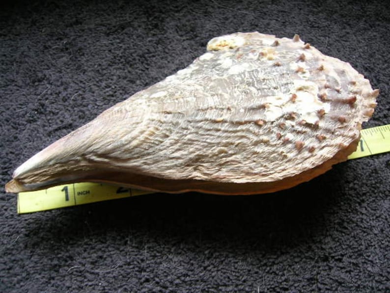 REAL PEN SHELL 6 3/4" Long Sea Shell Shells Oyster Clam Art Craft ...