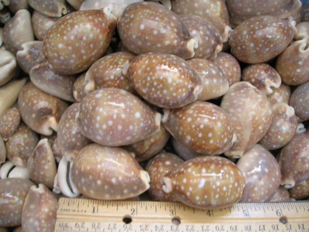 SET OF 10 Large Real COWRY Seashells, About 2" to 2 1/4" Long Cowrie ...