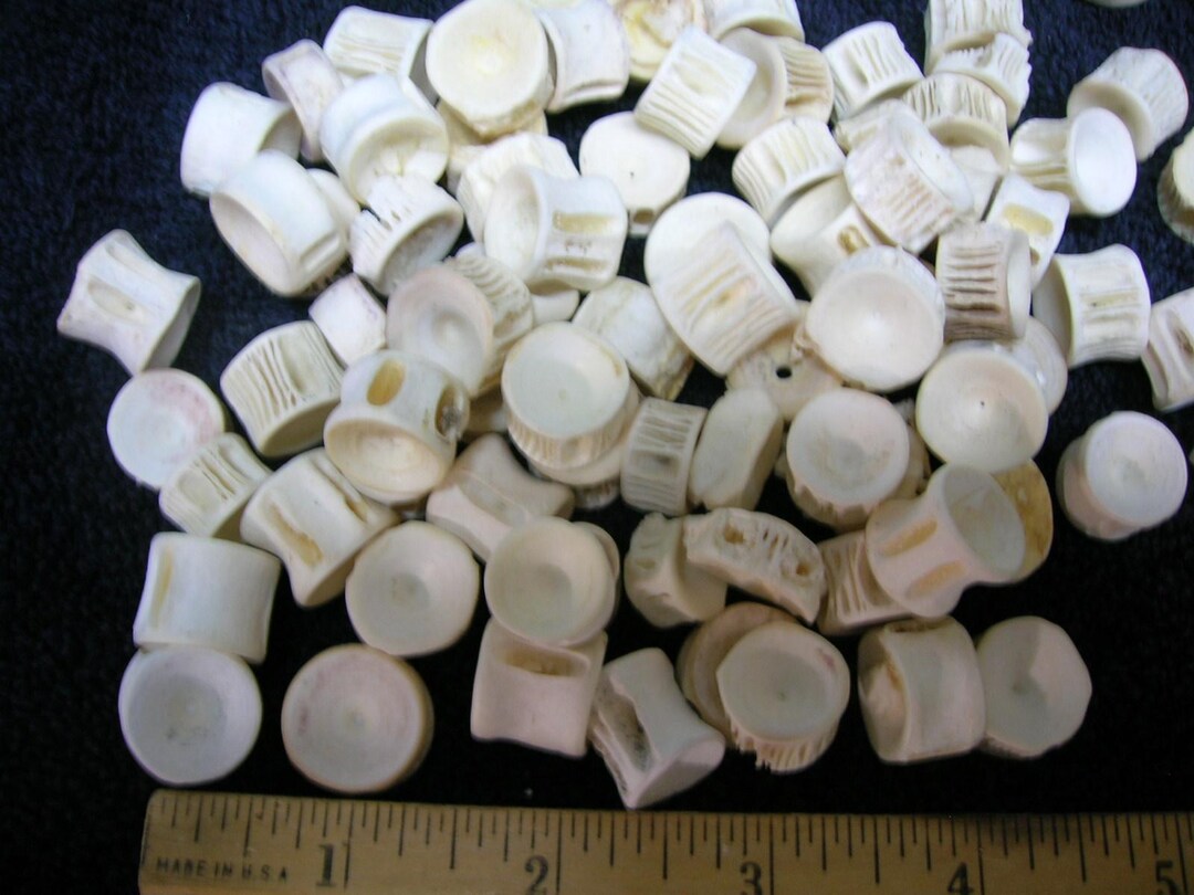 SET OF 100 Real Shark Vertebrae Seashell Seashells Bead Taxidermy Art ...