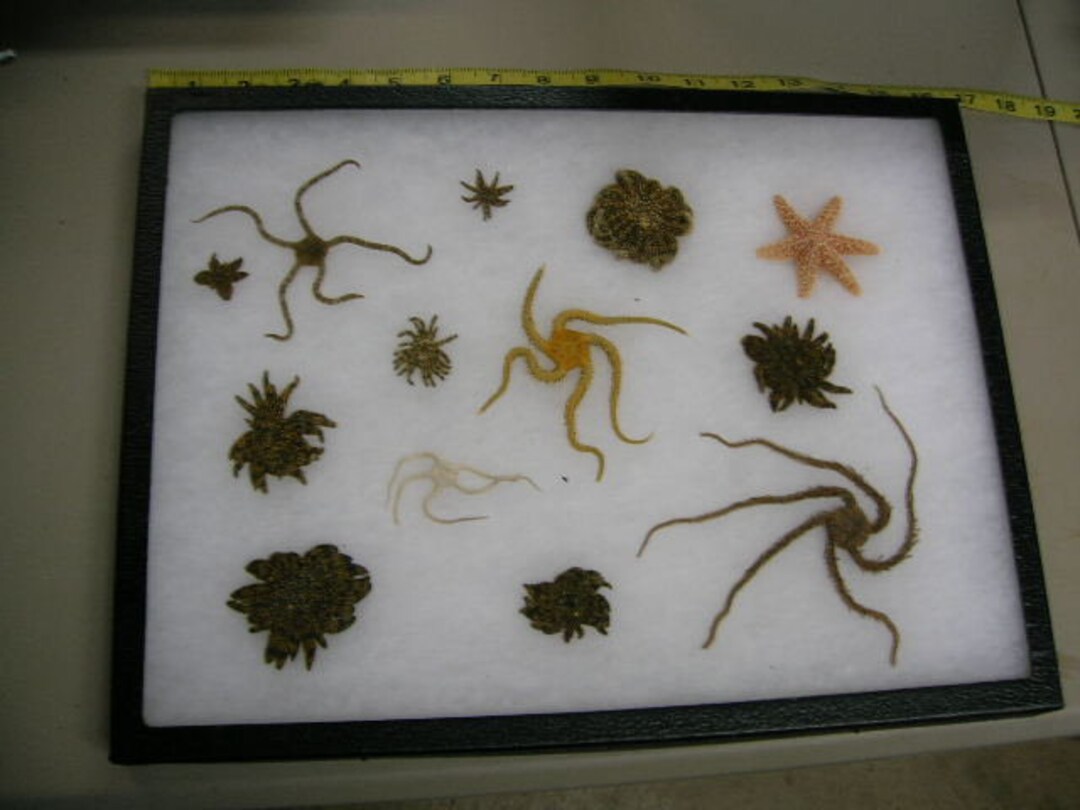 Large RIKER MOUNT With 13 Starfish Sea Stars Shells Ocean Taxidermy ...