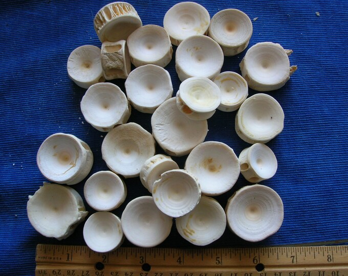 SET of 30 Real Shark Vertebrae Craft Pieces Art Jewelry Bead Beads ...