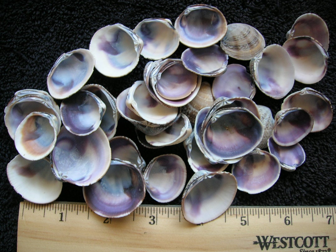 50 REAL Purple/off White Clam SEA SHELLS Arts Crafts Wedding Jewelry ...