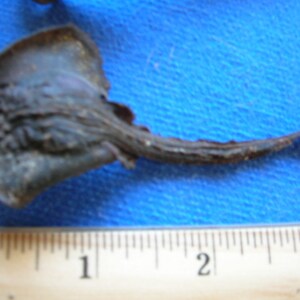 Set of 2 Tiny, Real Dried Thornback Rays Shark Sharks Jaw Jaws ...