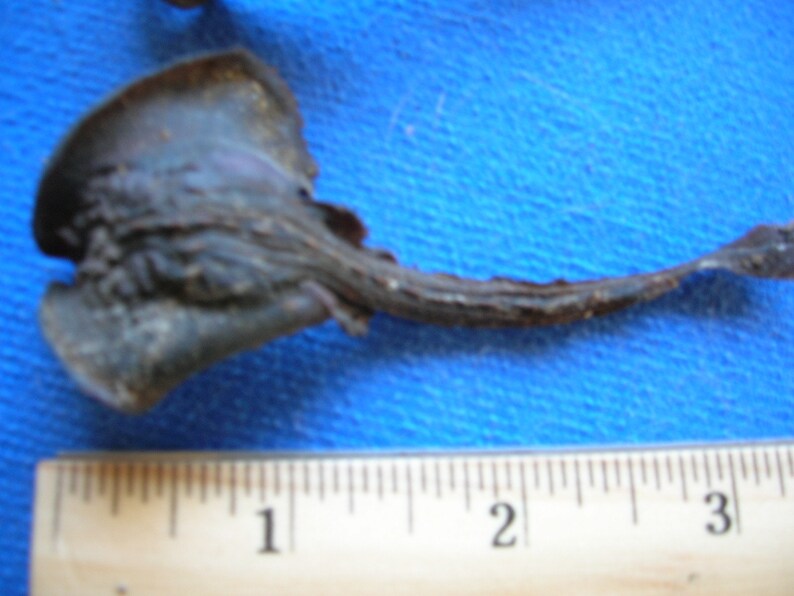 Set of 2 Tiny, Real Dried Thornback Rays Shark Sharks Jaw Jaws ...