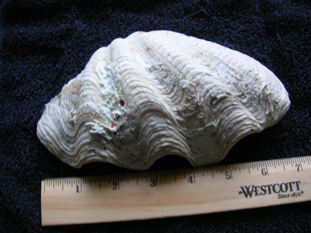 REAL Ruffled Clam Shell Tridacna Giant Clam Oyster Sea Shell Seashells ...