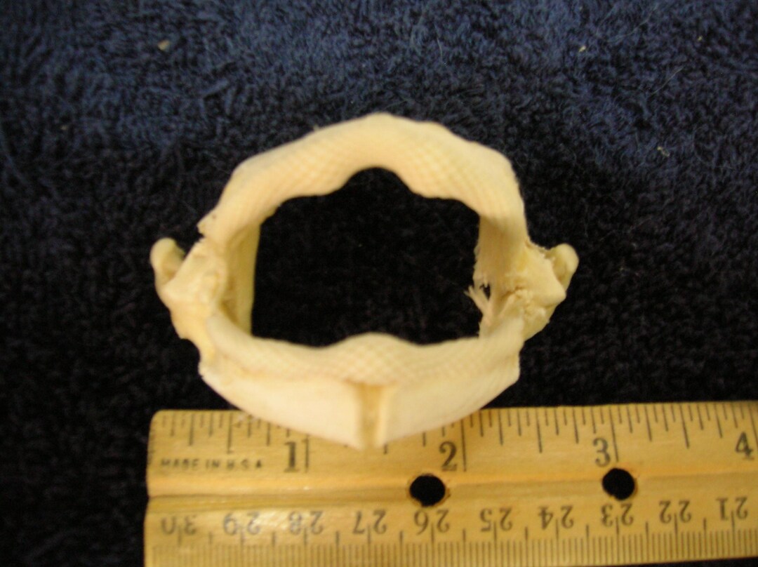 REAL SHARK JAW Jaws Taxidermy Fish Mount Skull Skeleton Fishing Bone ...