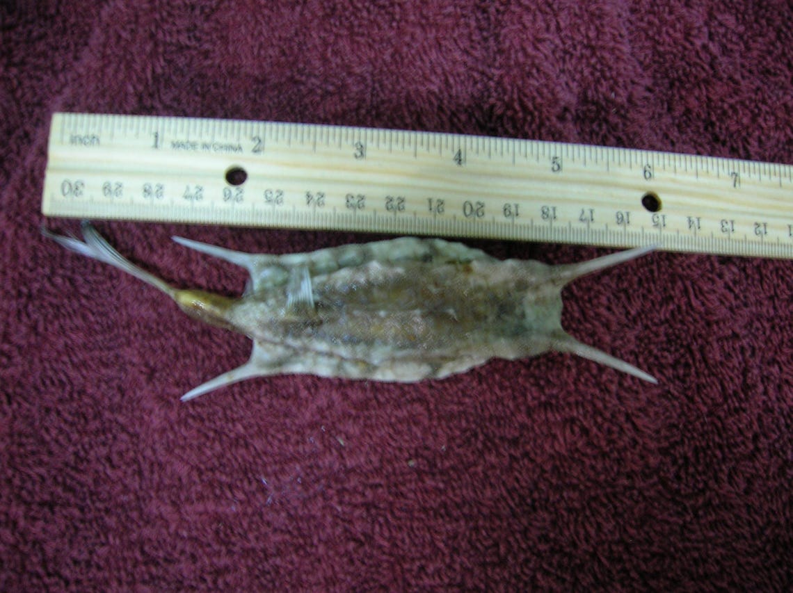 Real Dried Cowfish Boxfish Sharks Ray Shark Taxidermy Jaw Jaws Teeth ...