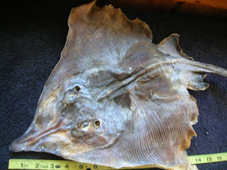 BIG REAL Dried Sea Skate Shark Sharks Jaw Jaws Taxidermy Teeth Tooth ...