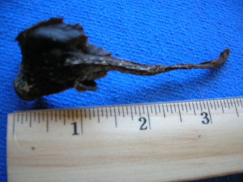 Set of 2 Tiny, Real Dried Thornback Rays Shark Sharks Jaw Jaws ...