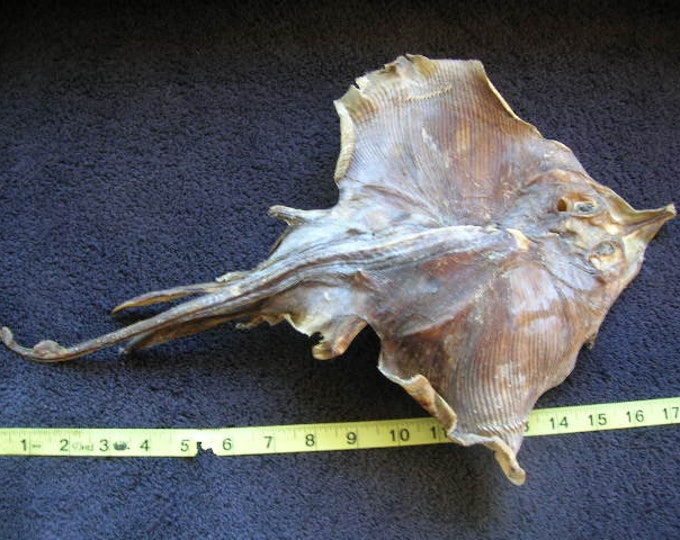 REAL Dried Sea Skate Shark Sharks Jaw Jaws Taxidermy Teeth Tooth Fish ...