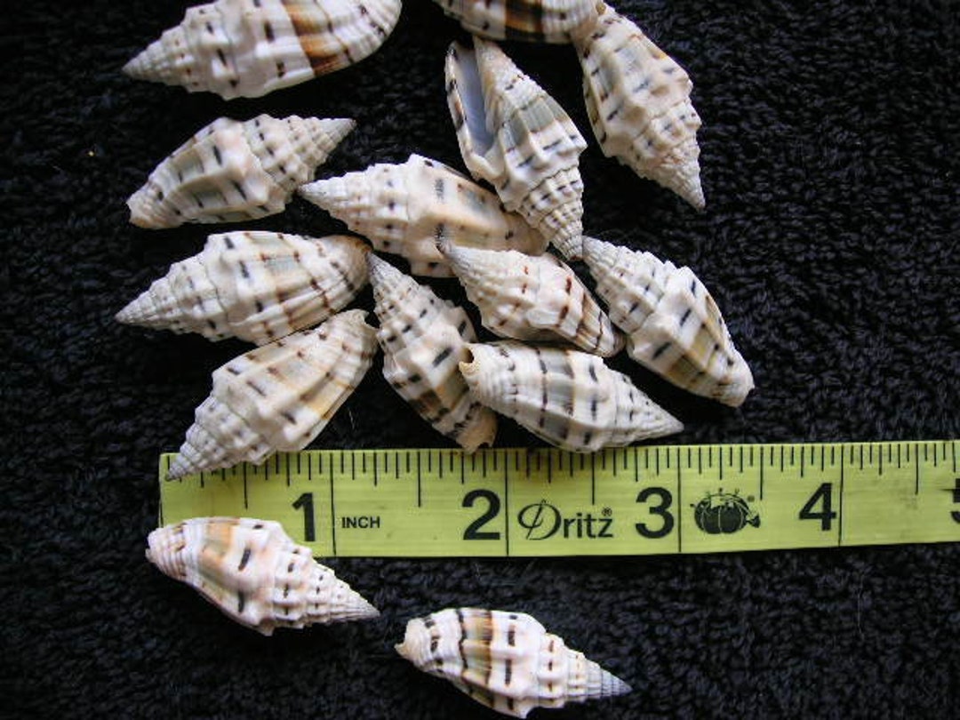 Set of 10 REAL Miter Shells, 1 3/8" Average, Sea Shell, Coral, Craft ...