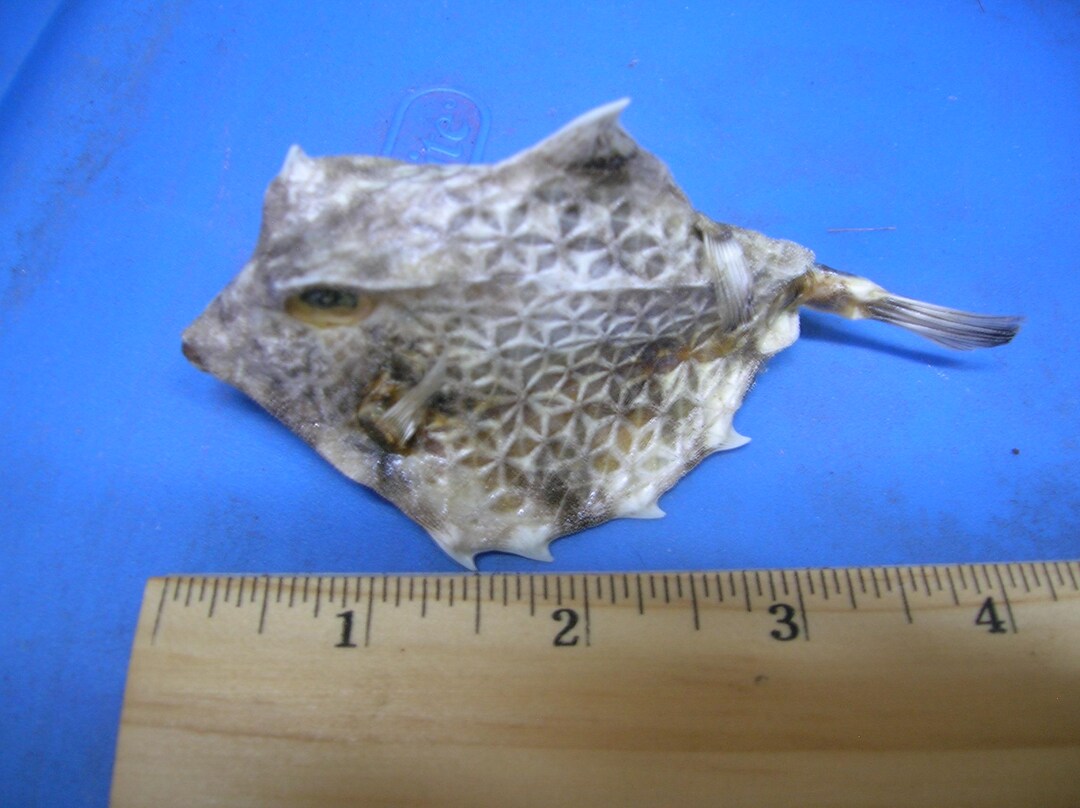 Real Dried Cowfish Boxfish Sharks Ray Shark Taxidermy Jaw Jaws Teeth ...