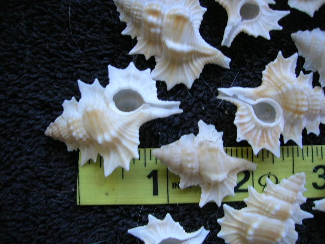 SET OF 12 Maple Leaf Shells Biplex Gyrineum Perca Trioton - Etsy