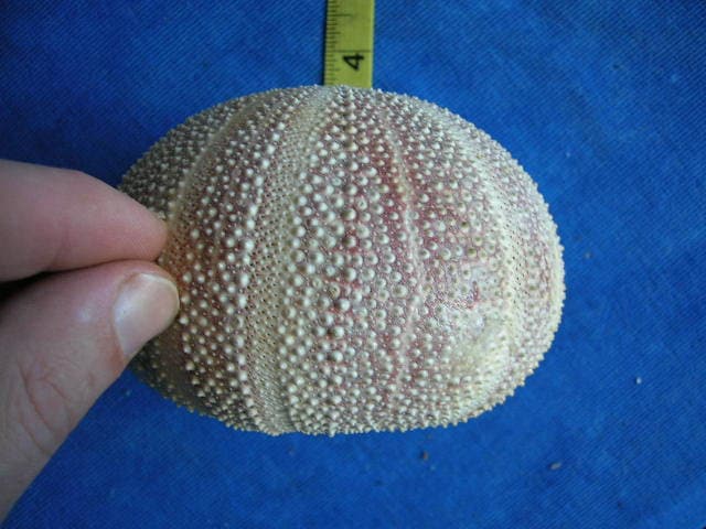 LARGE SEA URCHIN Seashell Shells Sea Star Fish Taxidermy Crafts Art ...