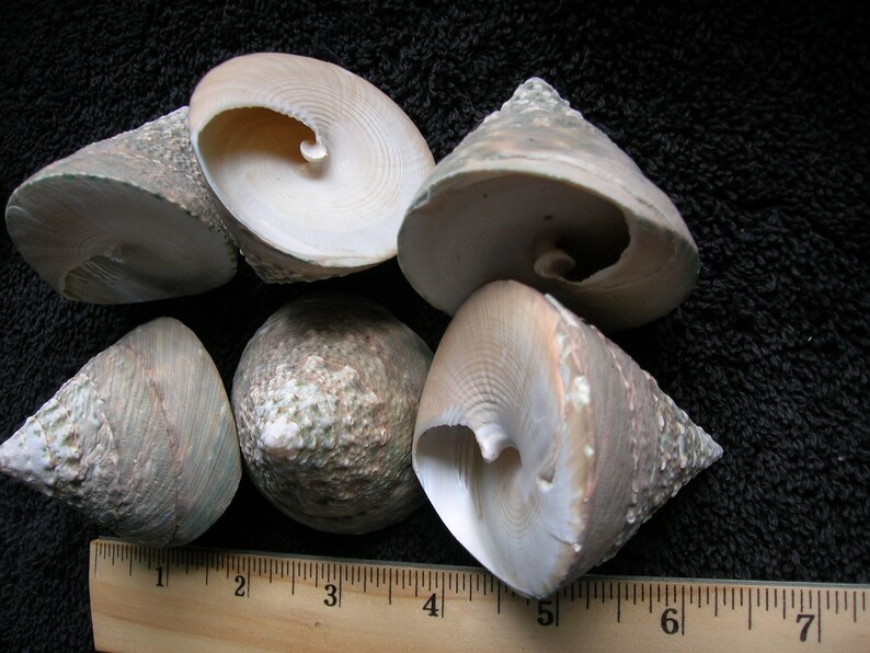 SET of 6 Natural Green Trochus Shells 2 1/8" Wide Seashell Sea Ocean ...