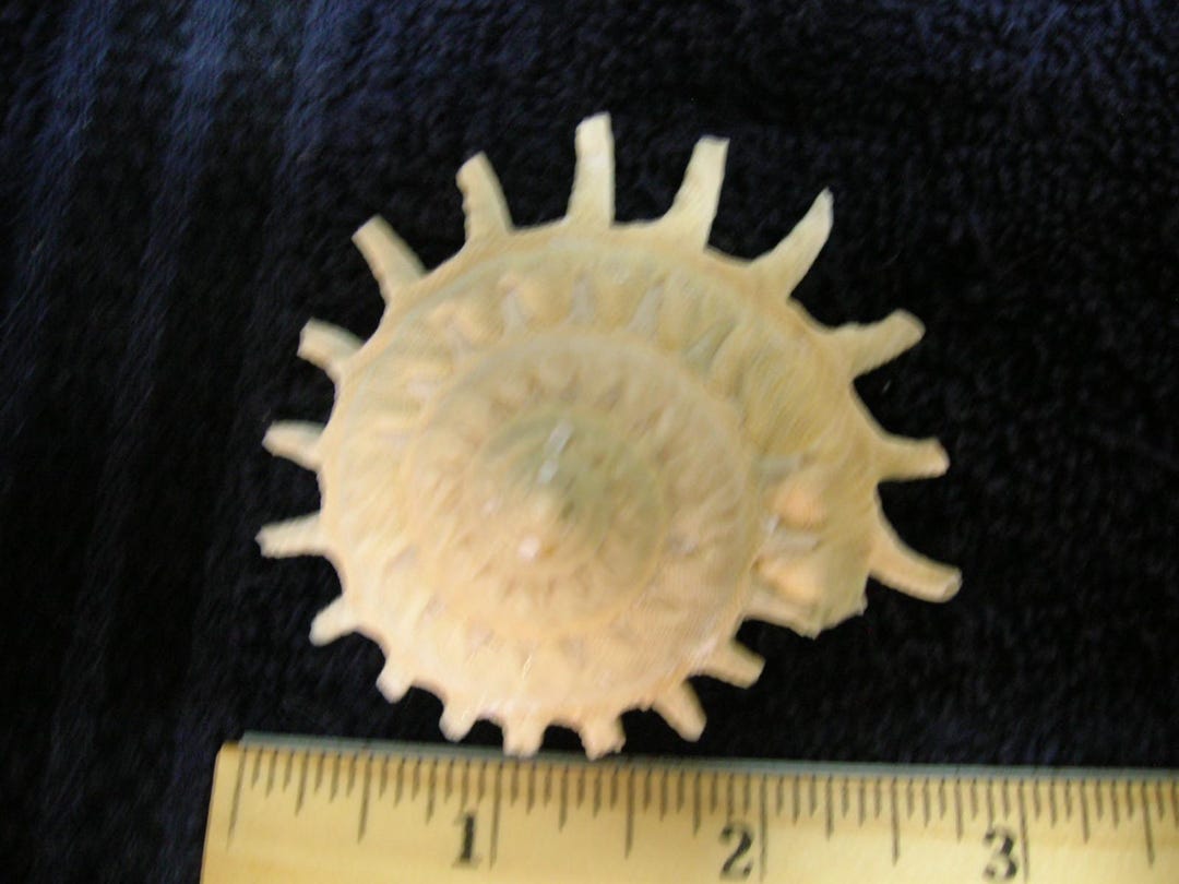 SUN CARRIER Star Shell Stellaria Solaris Seashell Shells Xenophora - Etsy