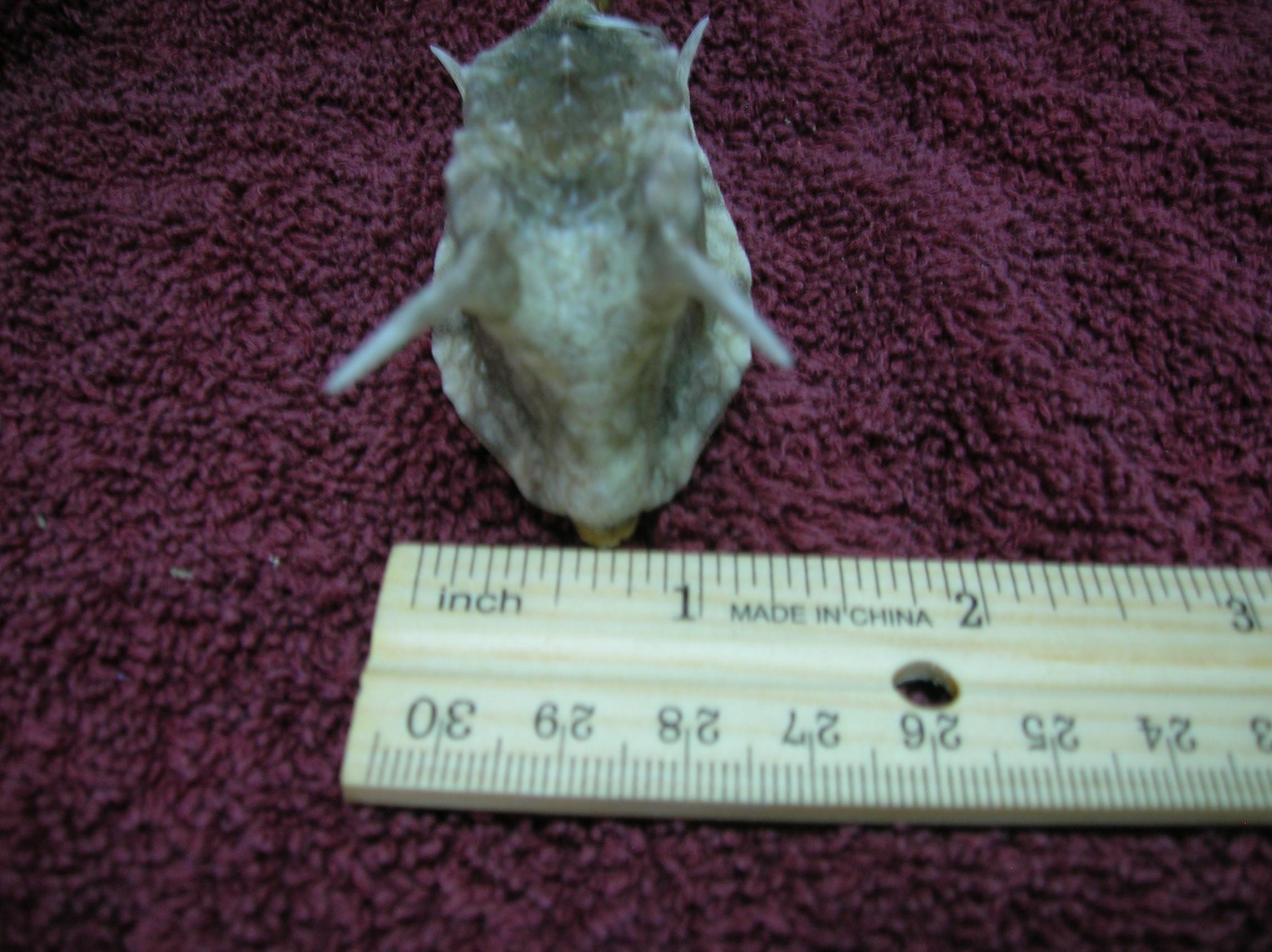 Real Dried Cowfish Boxfish Sharks Ray Shark Taxidermy Jaw Jaws Teeth ...
