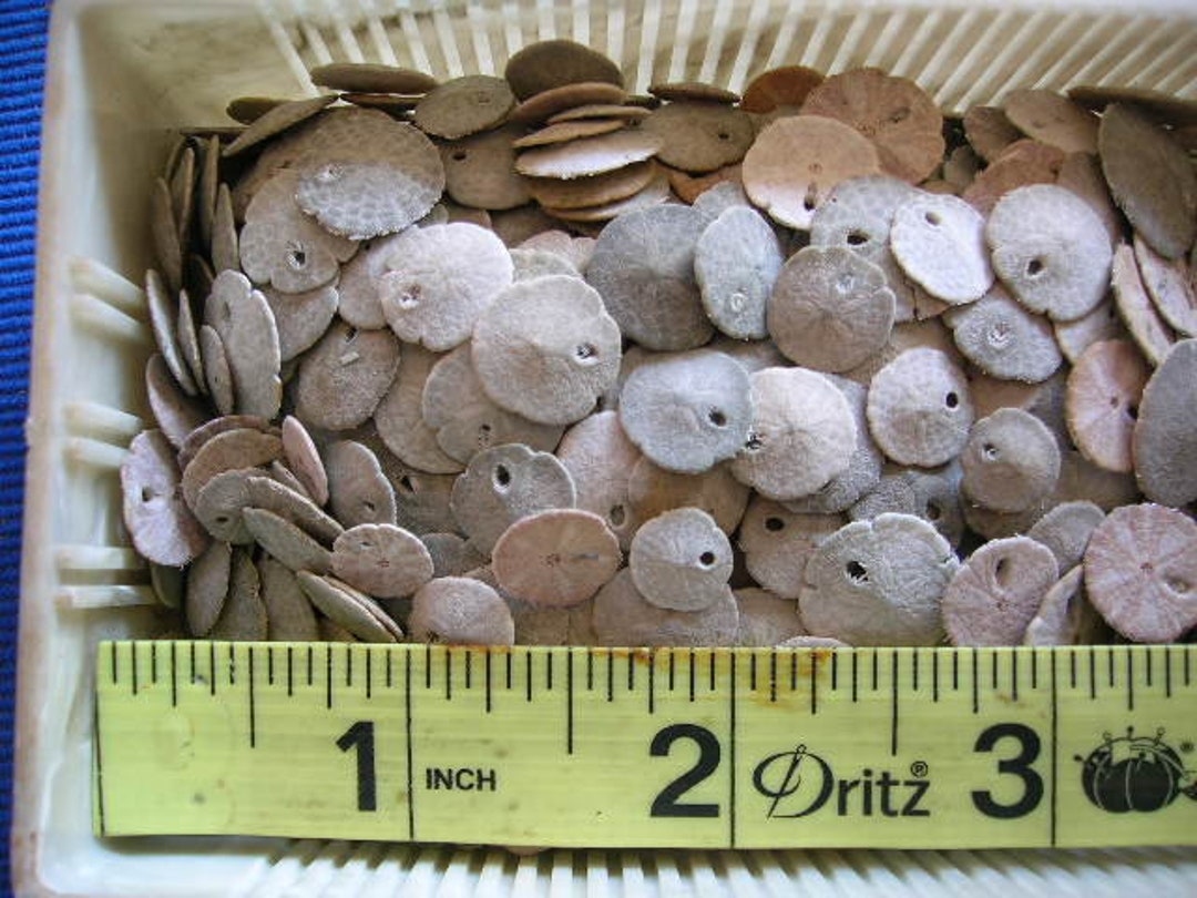 SET of 25 Tiny Real Dried Natural Sand Dollars Seashells Art Crafts ...