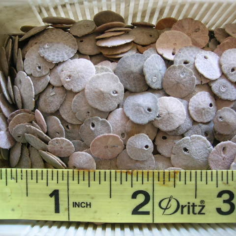 Sand Dollar Seashell - Etsy
