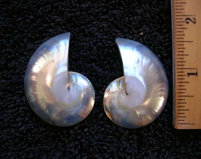 2 REAL Pearlized Chambered Nautilus Centers Seashell Shells Crafts Art ...