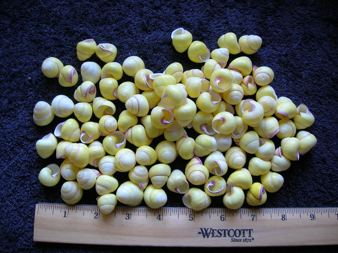 SET OF 95 Yellow Land Snail Shells Crafts Art Jewelry Seashell Arts ...