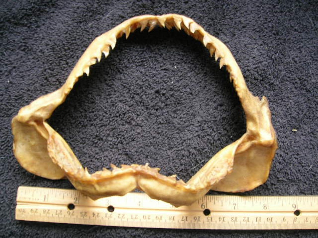 REAL SHARK JAW Jaws Taxidermy Fish Mount Skull Skeleton Fishing Bone ...