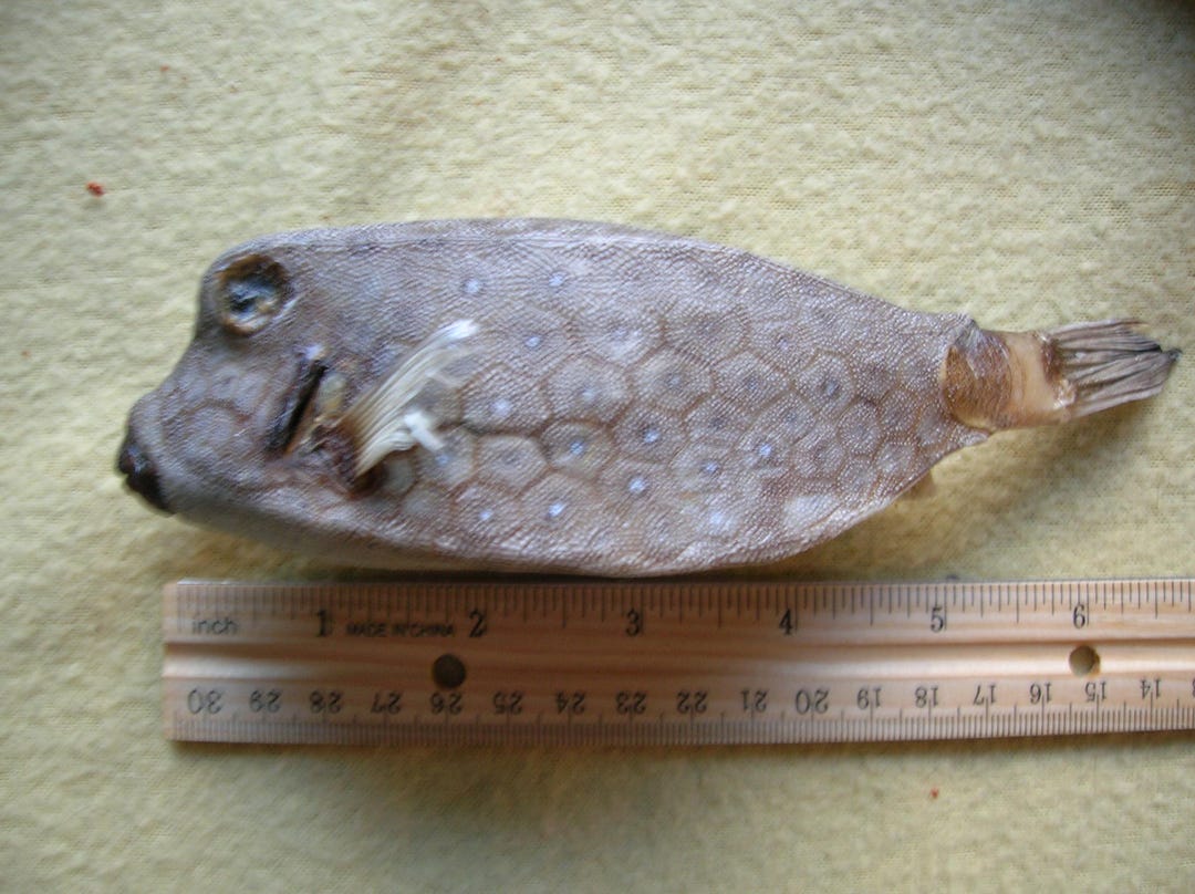 Real Dried Cowfish Boxfish Sharks Ray Shark Taxidermy Jaw Jaws Teeth ...