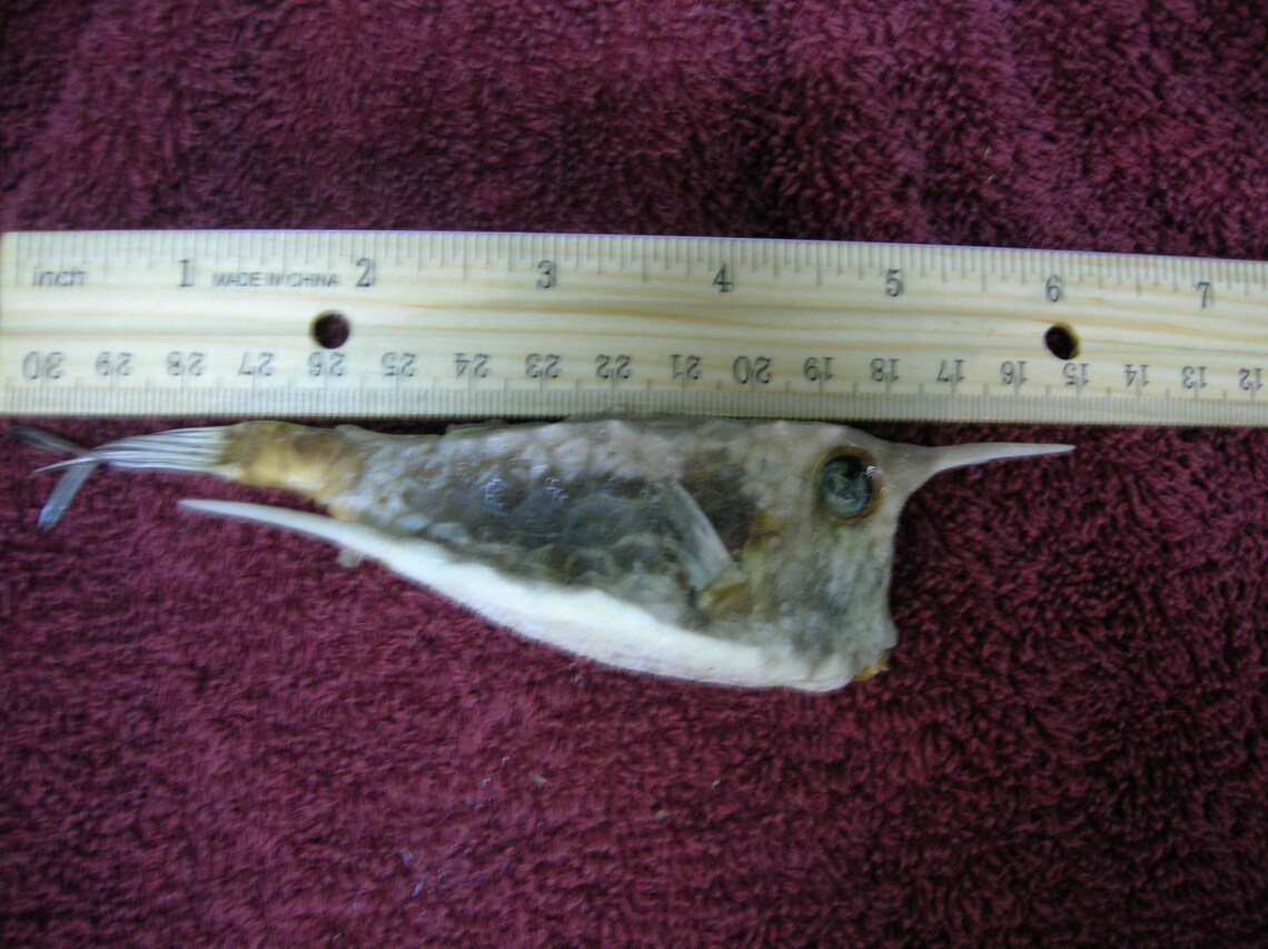 Real Dried Cowfish Boxfish Sharks Ray Shark Taxidermy Jaw Jaws Teeth ...