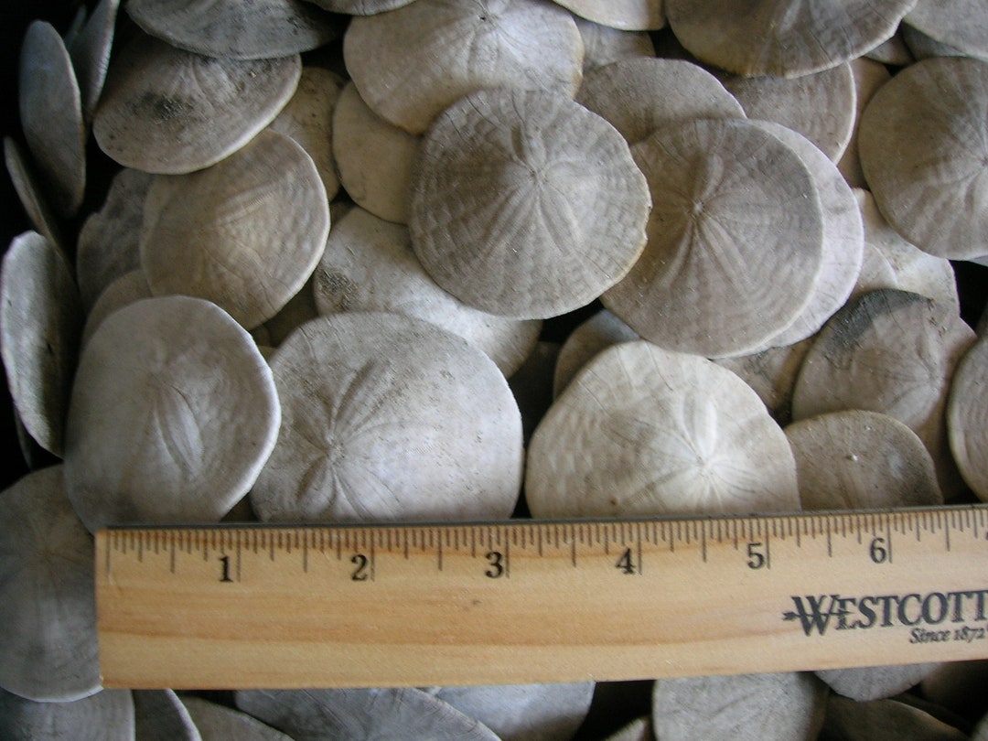 SET OF 10 Real Sand Dollar Seashells, About 1 3/4" to 2 1/4" Wide ...