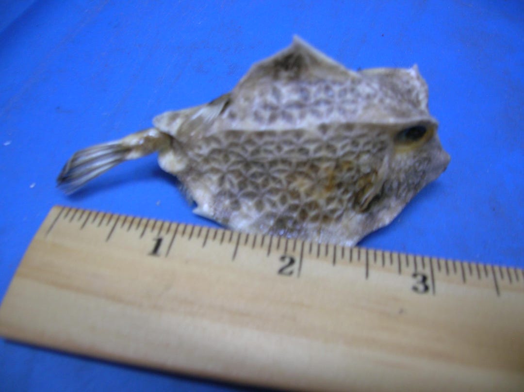 Real Dried Cowfish Boxfish Sharks Ray Shark Taxidermy Jaw Jaws Teeth ...