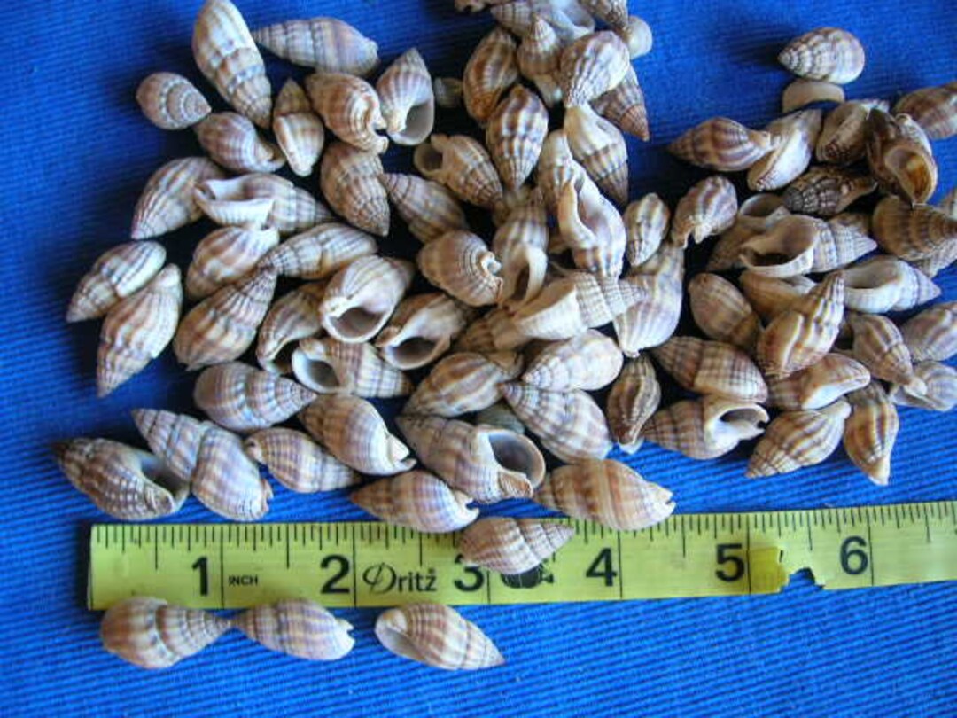 50 Small REAL SEA SHELLS Arts Crafts Wedding Jewelry Seashell Scrapbook ...