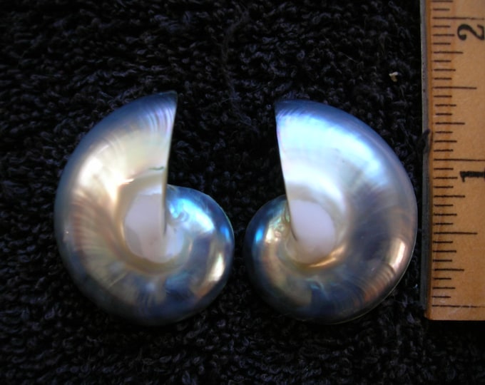 2 REAL Pearlized Chambered Nautilus Centers Seashell Shells Crafts Art ...