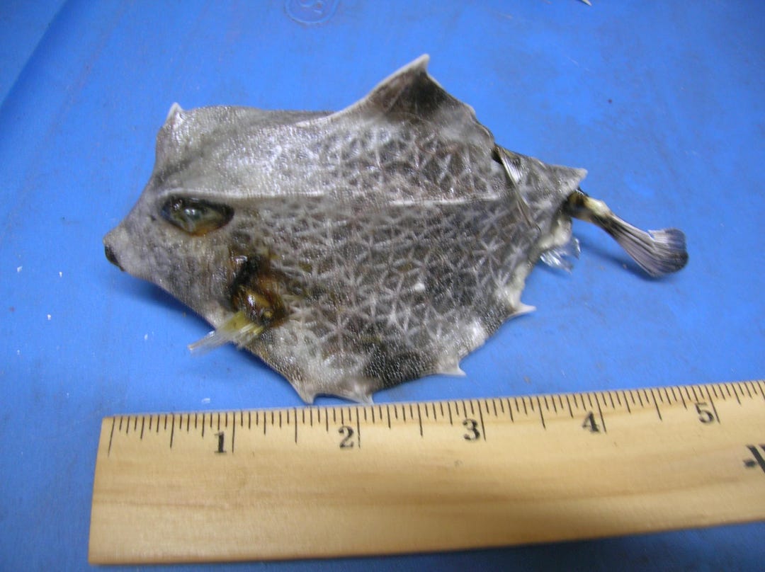 Real Dried Cowfish Boxfish Sharks Ray Shark Taxidermy Jaw Jaws Teeth ...