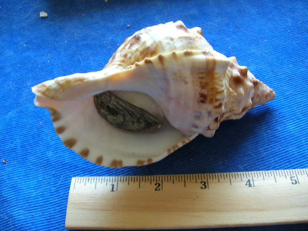 NICE TRITON SHELL Conch Seashell Oddity Cones Conch Seashells Shells - Etsy