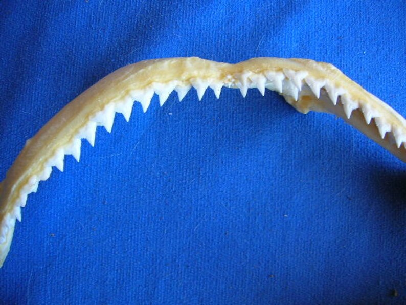 REAL SHARK JAW Jaws Taxidermy Fish Mount Skull Skeleton Fishing Bone ...