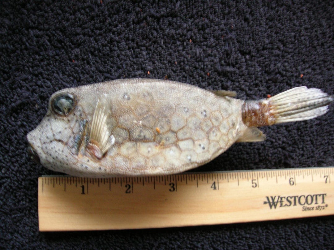 Real Dried Cowfish Boxfish Sharks Ray Shark Taxidermy Jaw Jaws Teeth ...