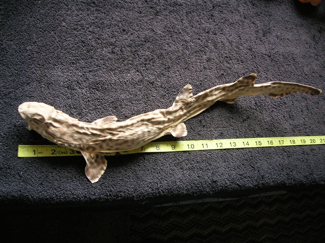 REAL Stuffed Coral Cat Shark- Jaws Taxidermy Fish Mount Skull Skeleton ...