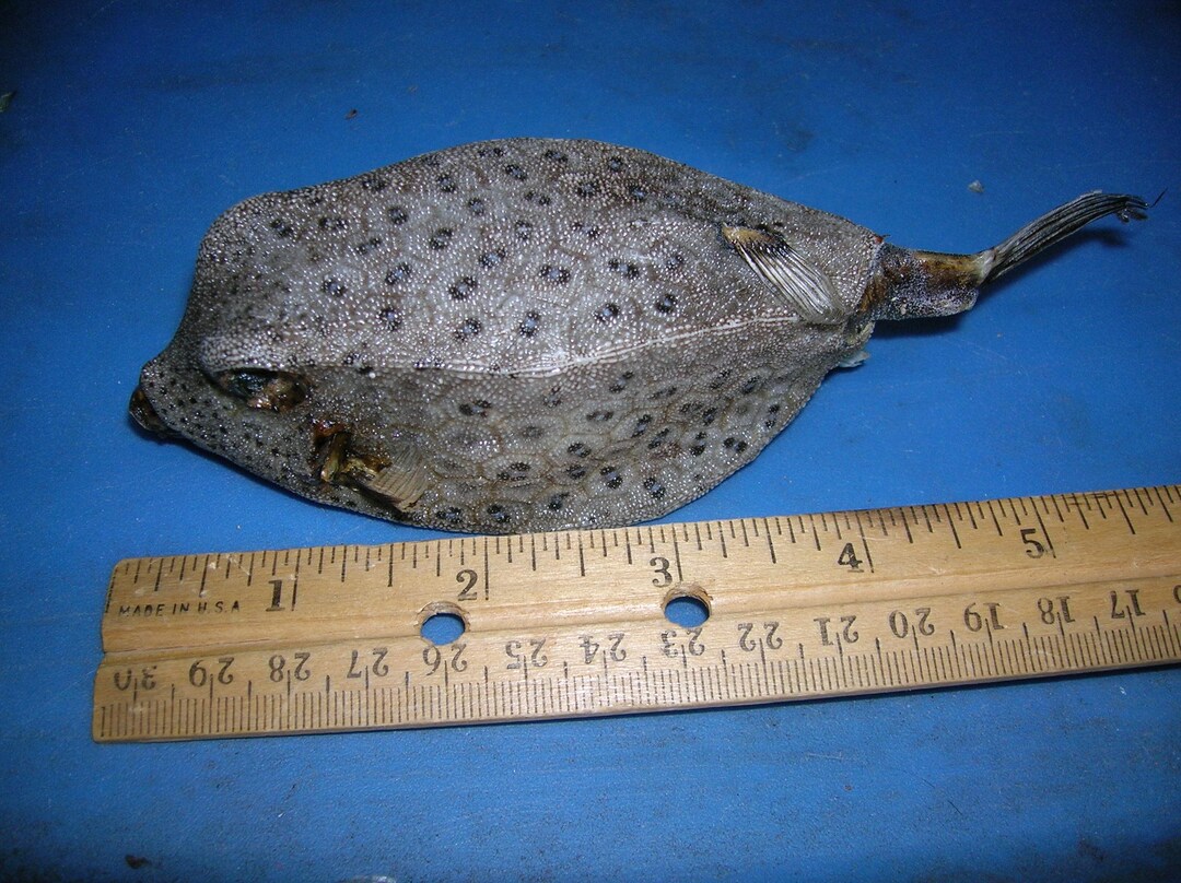 Real Dried Cowfish Boxfish Sharks Ray Shark Taxidermy Jaw Jaws Teeth ...