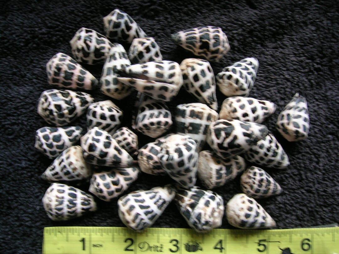 25 Large Hebrew Cone SEA SHELLS Arts Crafts Wedding Jewelry Seashells ...