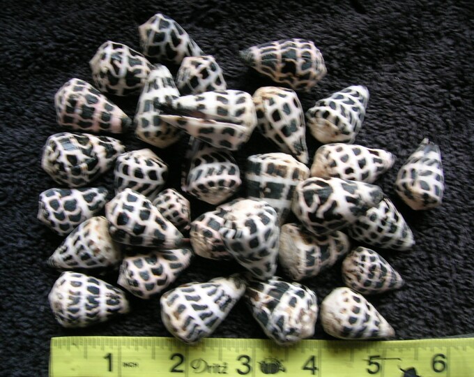 25 Large Hebrew Cone SEA SHELLS Arts Crafts Wedding Jewelry Seashells ...