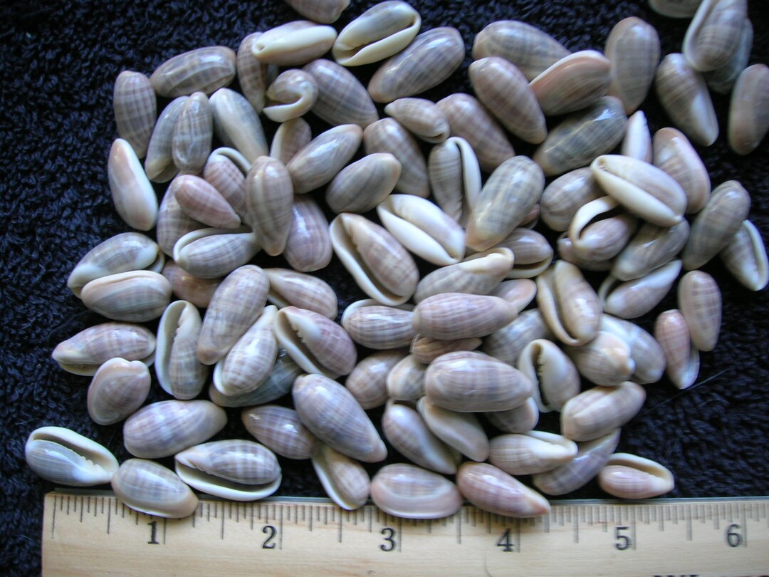 100 REAL MARGINELLA SHELLS Bursa -ocean Sea Shells Arts Crafts Wedding ...