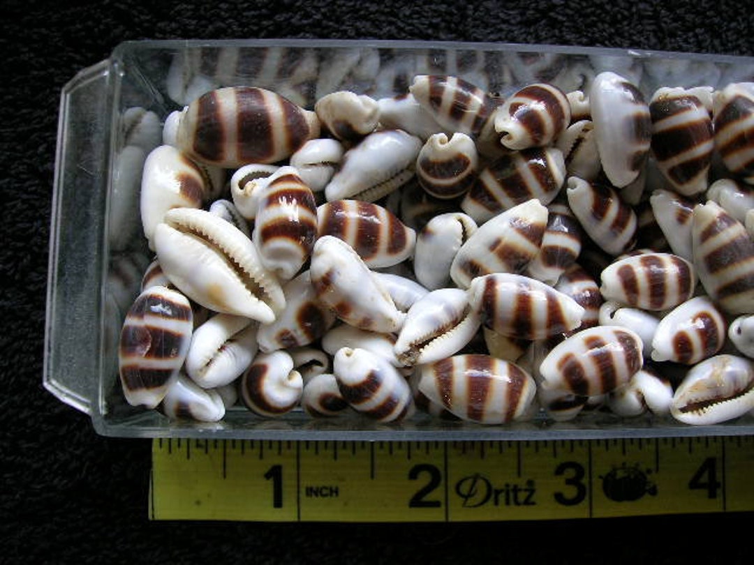 SET OF 20 Real Cowry Shells Cypraea Asellus Cowries Crafts Art Jewelry ...