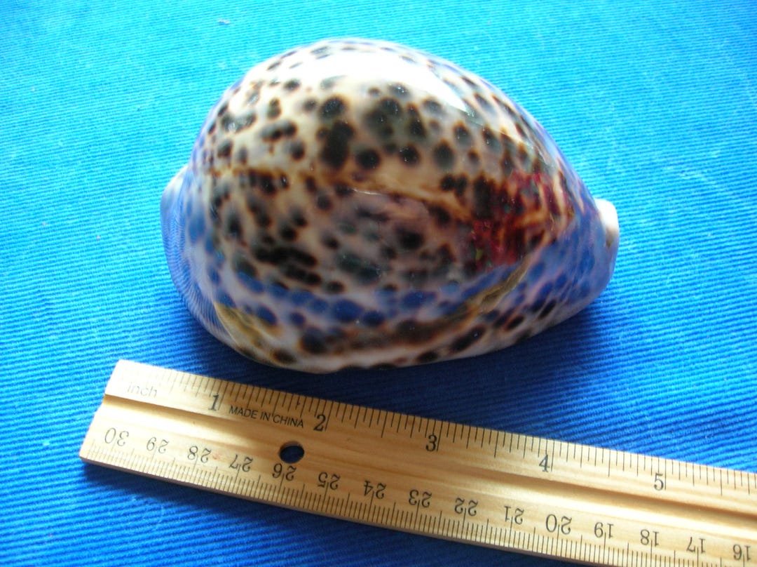 GIANT Tiger Cowry Shell 4 1/2" Long Cypraea Tigris Shells Seashell ...
