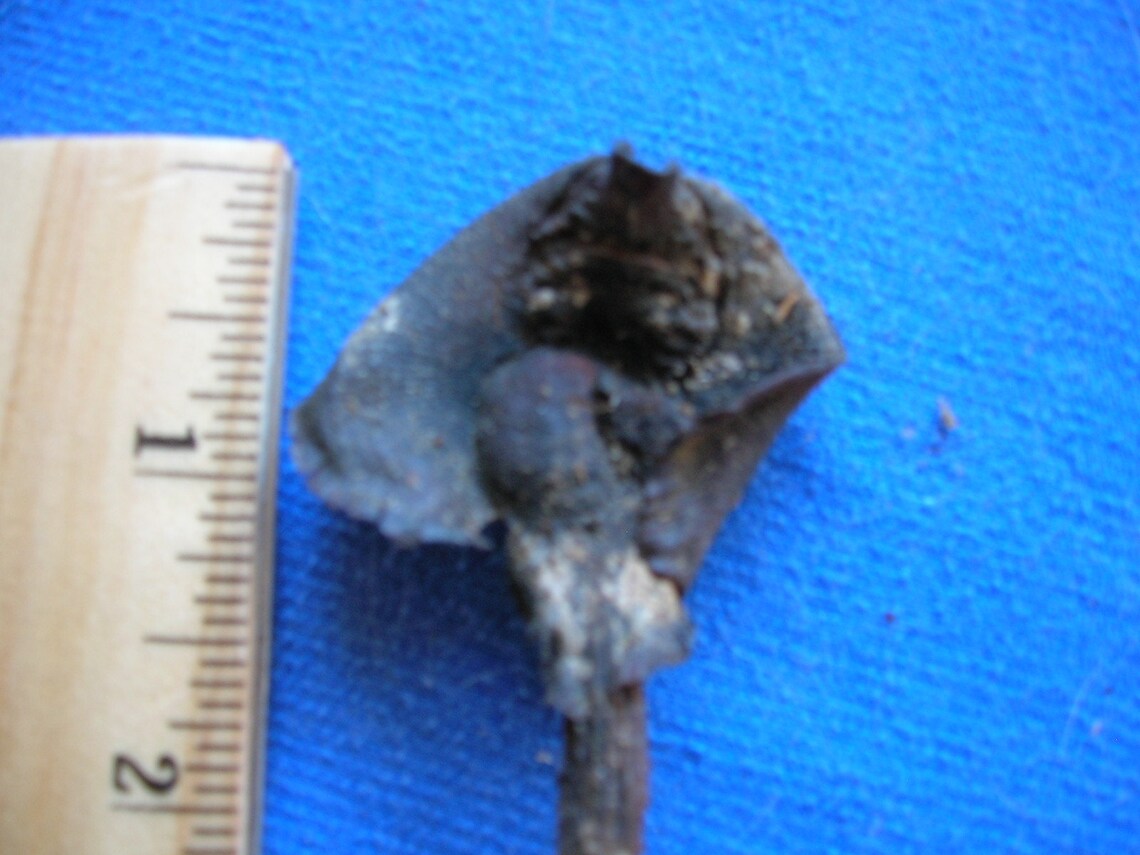 Set of 2 Tiny, Real Dried Thornback Rays Shark Sharks Jaw Jaws ...