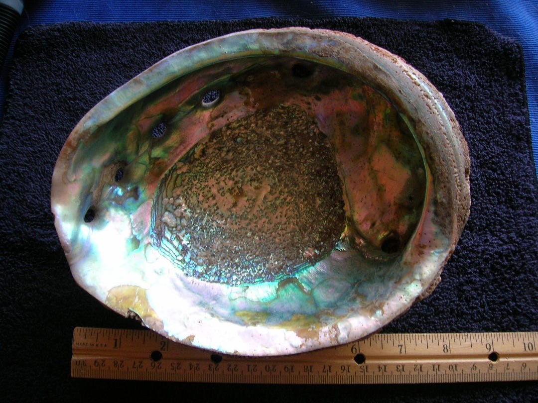 REAL ABALONE SHELL 8 1/8 Long Sea Shell Shells Oyster Clam Art Craft ...